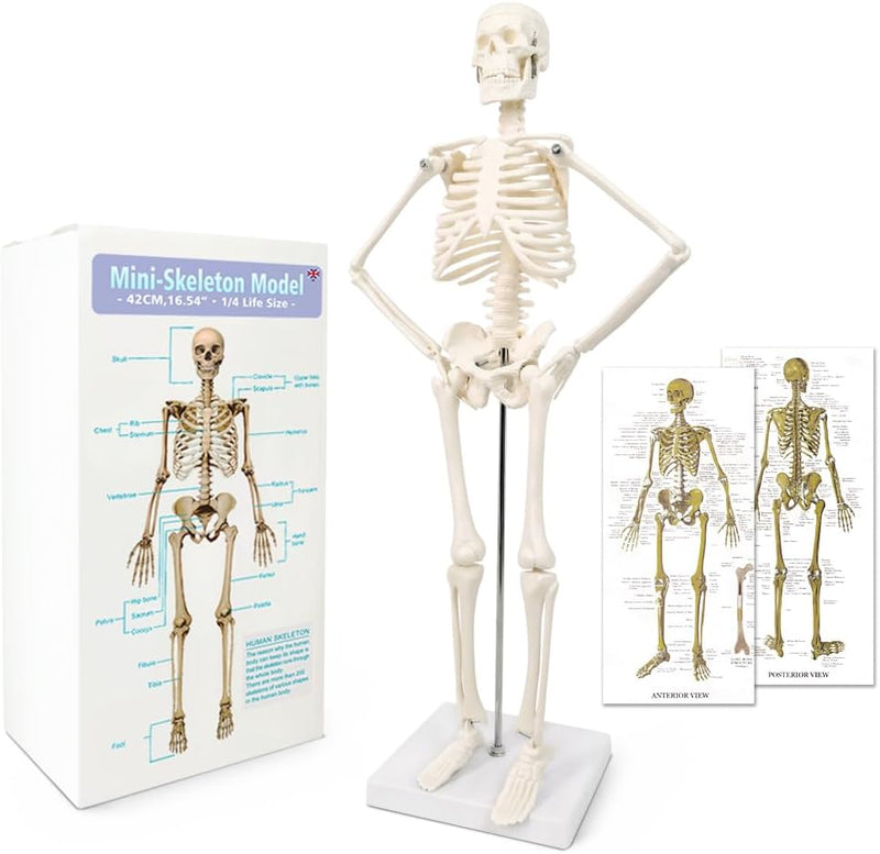 Evotech Scientific Mini Human Skeleton Model for Anatomy with Movable