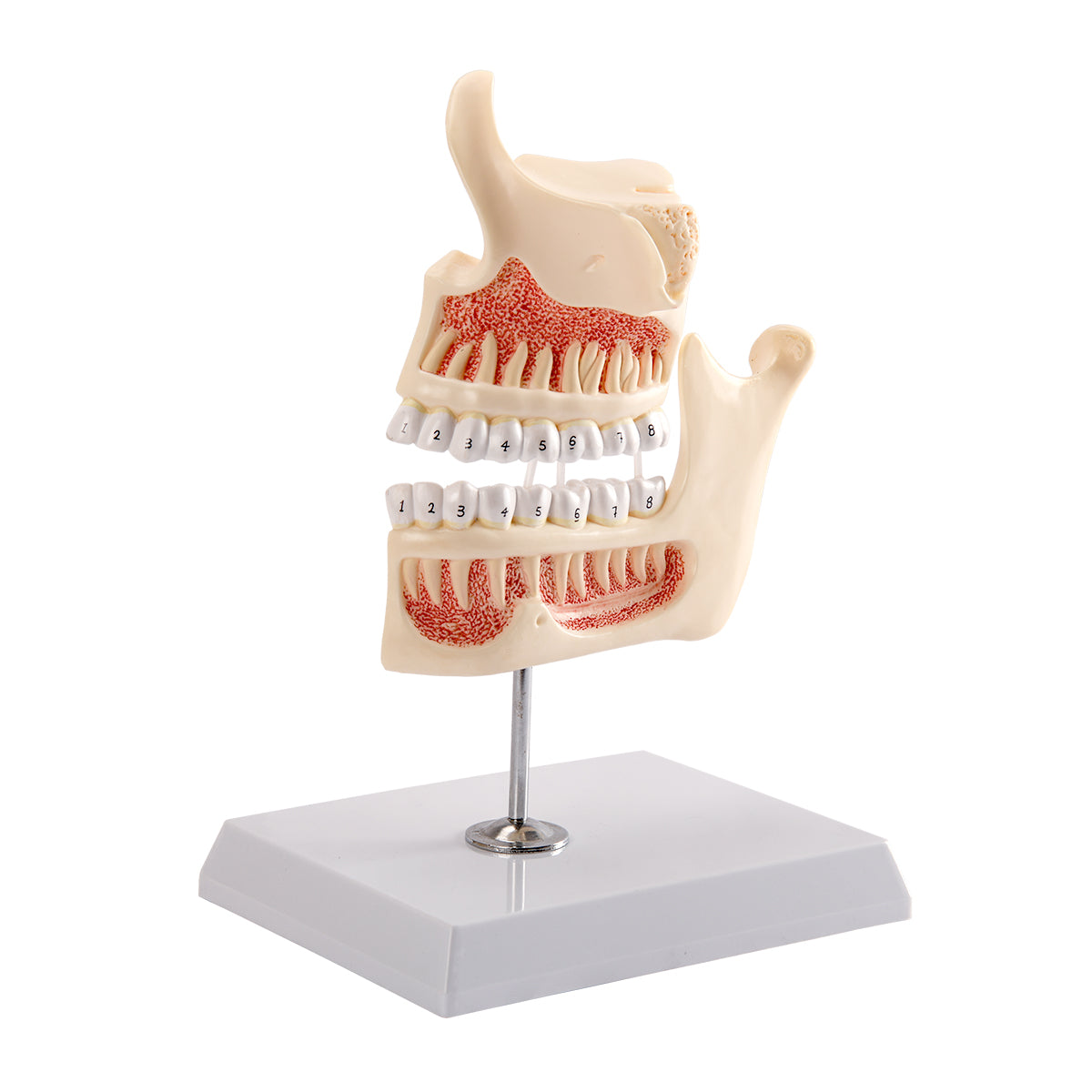 real human teeth set