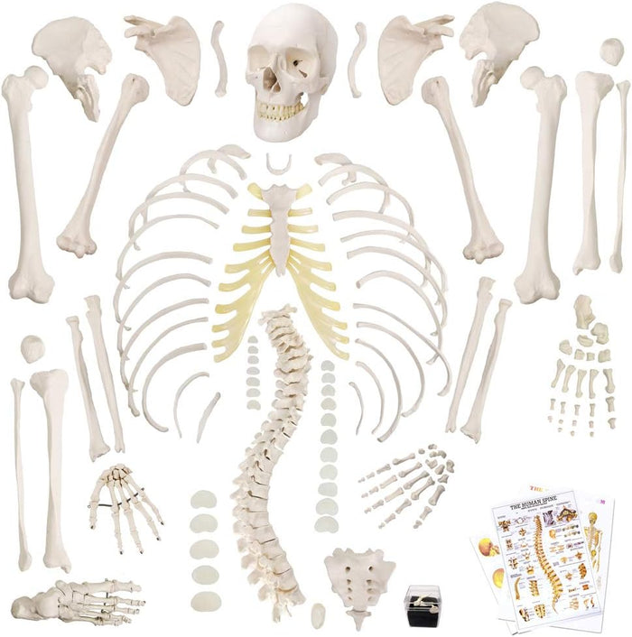 Disarticulated Full Size Male Skeleton Models for Anatomy with Poster,