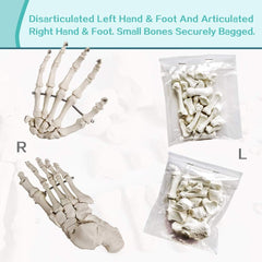 Disarticulated Full Size Male Skeleton Models for Anatomy with Poster ...