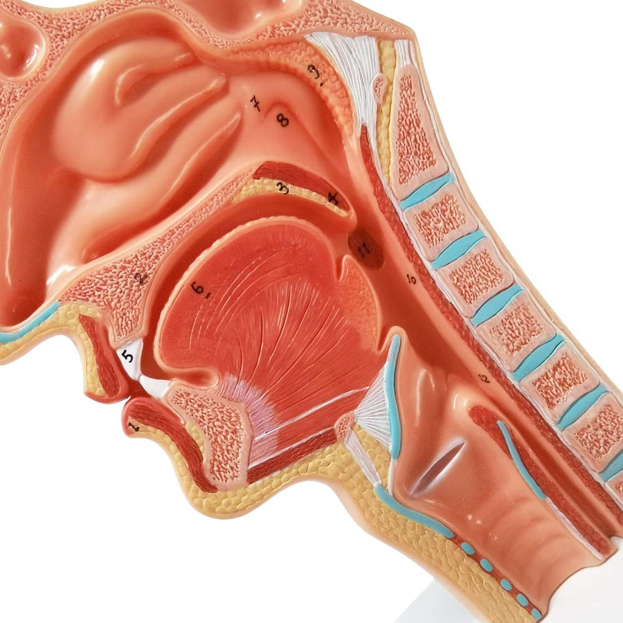 Evotech Life Size Nasal Oral Cavity Throat 1:1 Human Nasopharynx Laryn