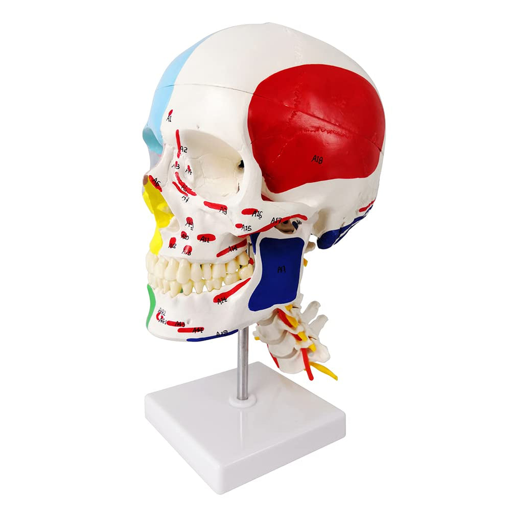 Evotech Scientific Didactic Human Skull Model, with 7 Cervical Vertebr