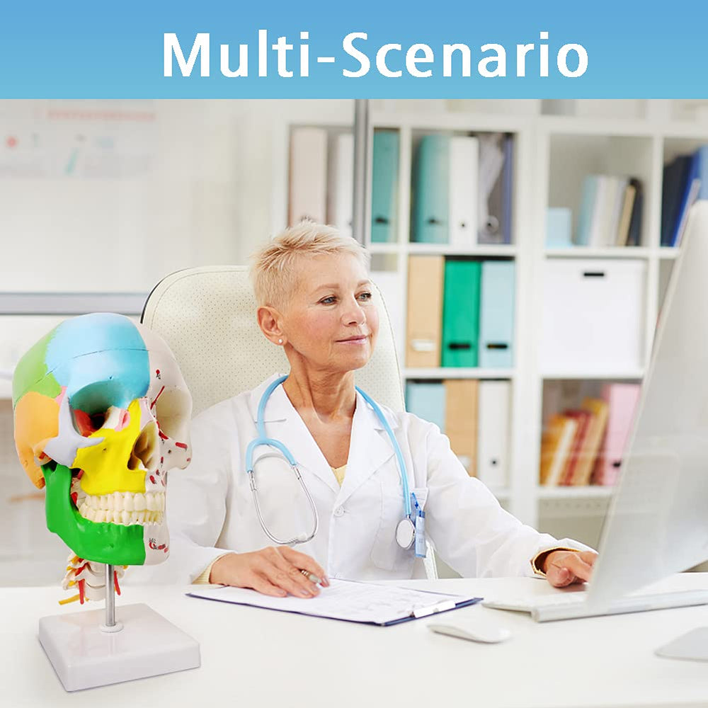 Evotech Scientific Didactic Human Skull Model, with 7 Cervical Vertebr