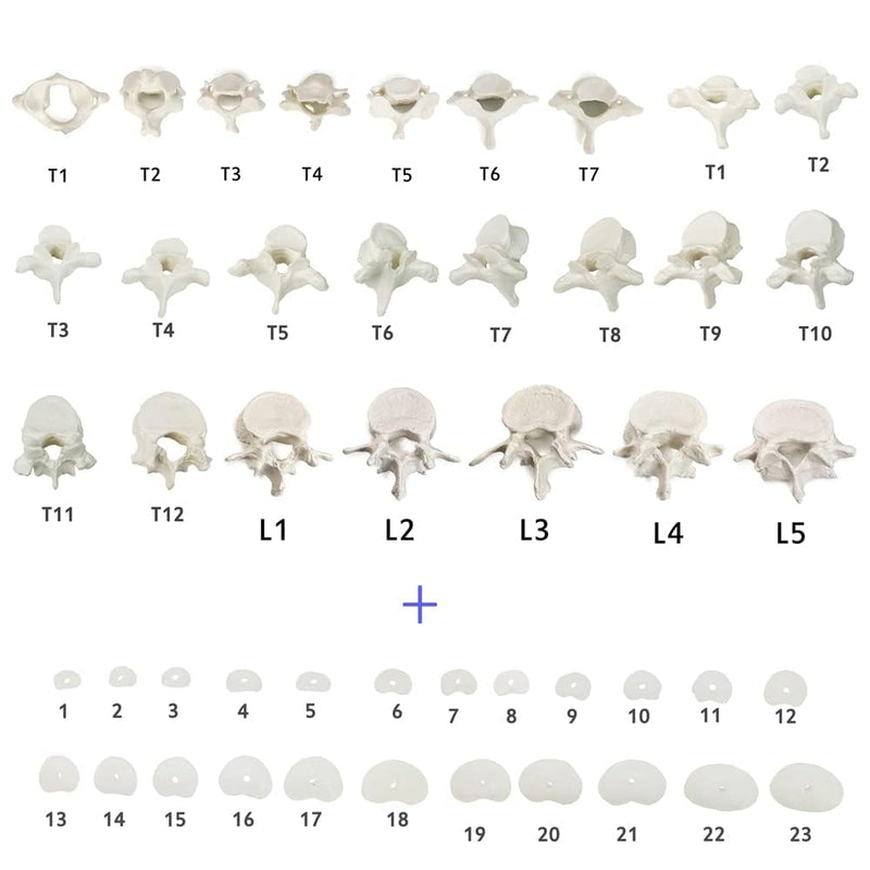 Evotech Scientific Disarticulated Human Spine Model, Life Size 1-24 Sp