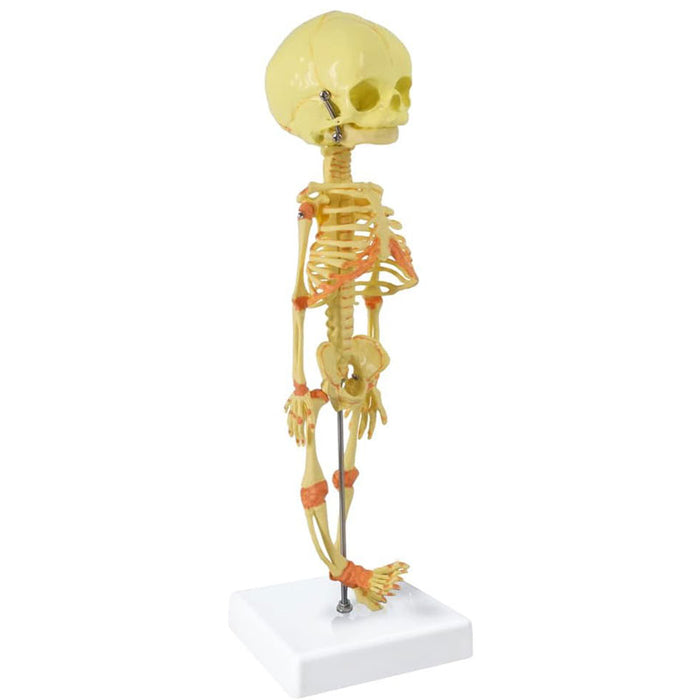 Evotech Scientific Human Fetus Skeleton, Single Head Human New Born Ba