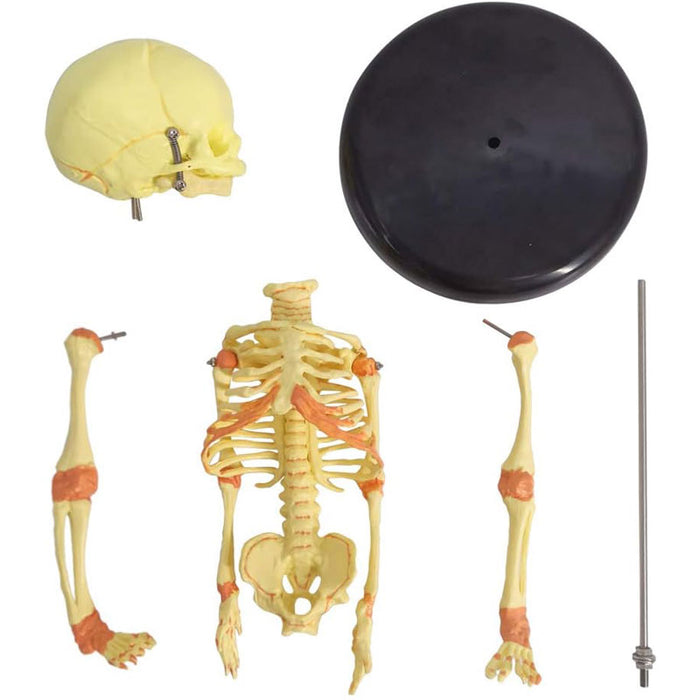 Evotech Scientific Human Fetus Skeleton, Single Head Human New Born Ba