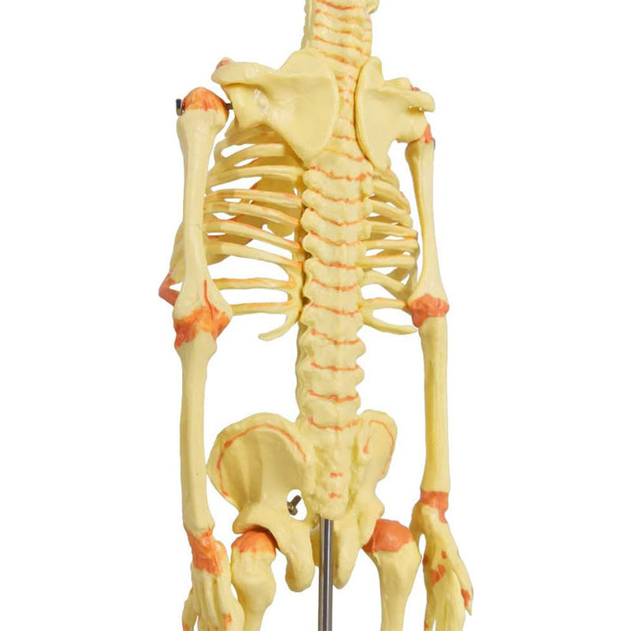 Evotech Scientific Human Infant Skeleton Model, Twin-Skull, Human Fetu