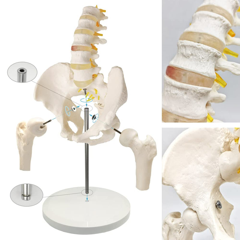 Evotech Scientific Life Size Male Pelvis Model with 5 Lumbar Spine, W/