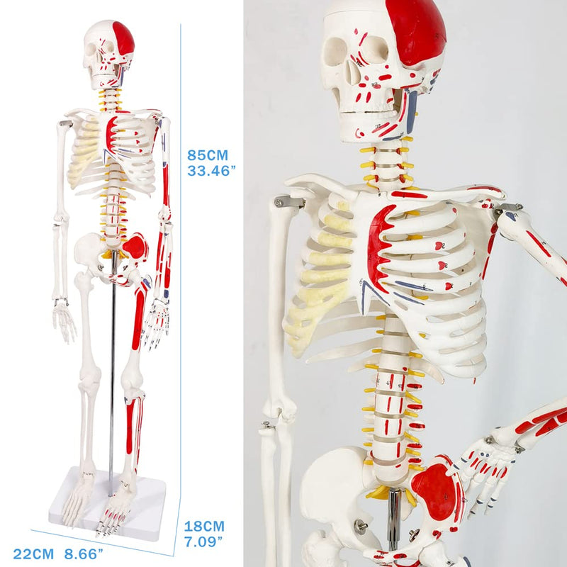 Evotech Scientific Numbered Mini Human Skeleton Model for Anatomy, 33.