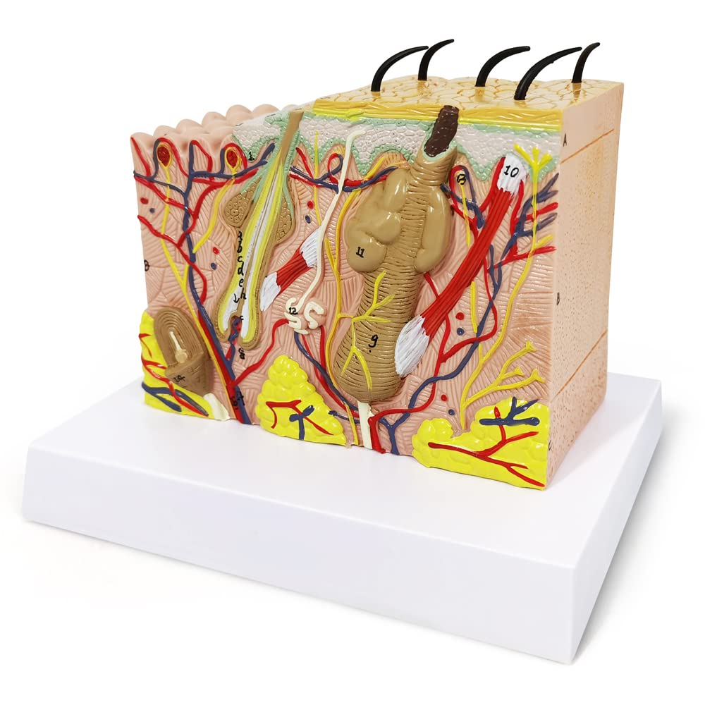 Microanatomy Models - EvotechScientific.com – Evotechscientific.com