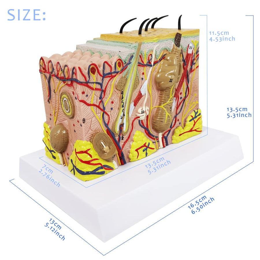 Evotech Scientific Skin Anatomical Model, 35X Enlarged Skin Layer Stru
