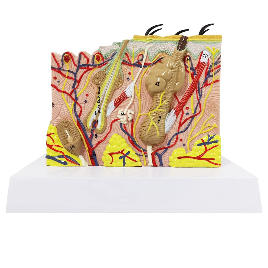 Evotech Scientific Skin Anatomical Model, 35X Enlarged Skin Layer Stru