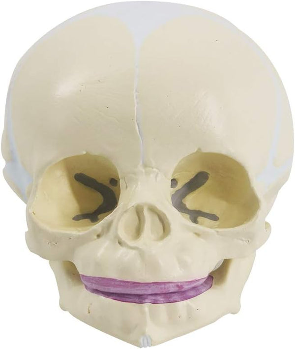 Evotech Scientific Human Infant Skull Model, Life Sized Fetus Skull, A