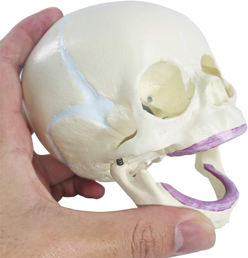 Evotech Scientific Human Infant Skull Model, Life Sized Fetus Skull, A