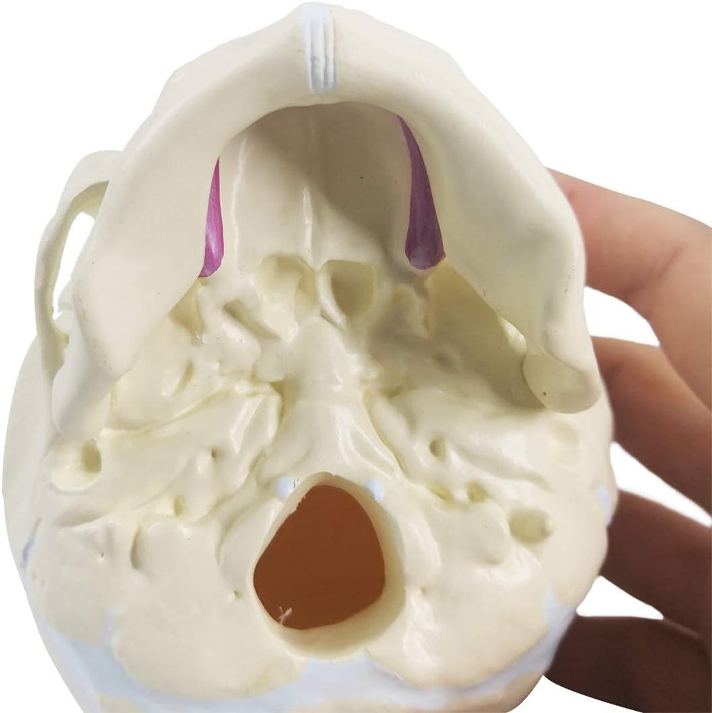 Evotech Scientific Human Infant Skull Model, Life Sized Fetus Skull, A