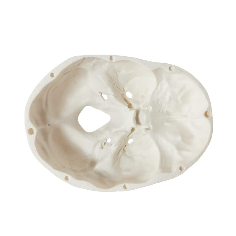 Mini Human Skull Model W/Muscle Insertion and Origin Painted, 3 Parts