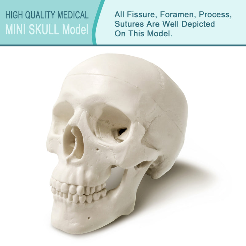 5-Part One-half size mini Human Skull Model with 2 parts Human Brian
