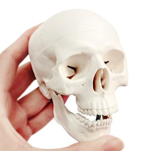 Medical Grade Anatomical Human Skull Models - Evotech Scientific