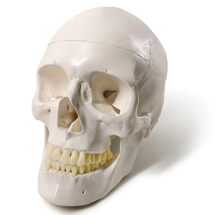 Medical Grade Anatomical Human Skull Models - Evotech Scientific