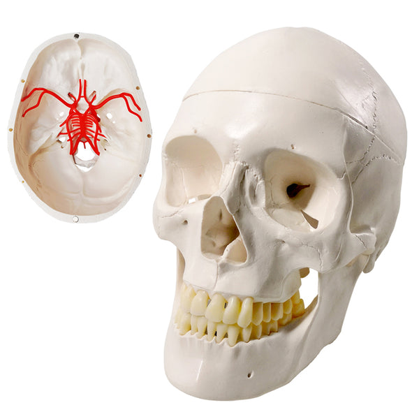 Medical Grade Anatomical Human Skull Models - Evotech Scientific