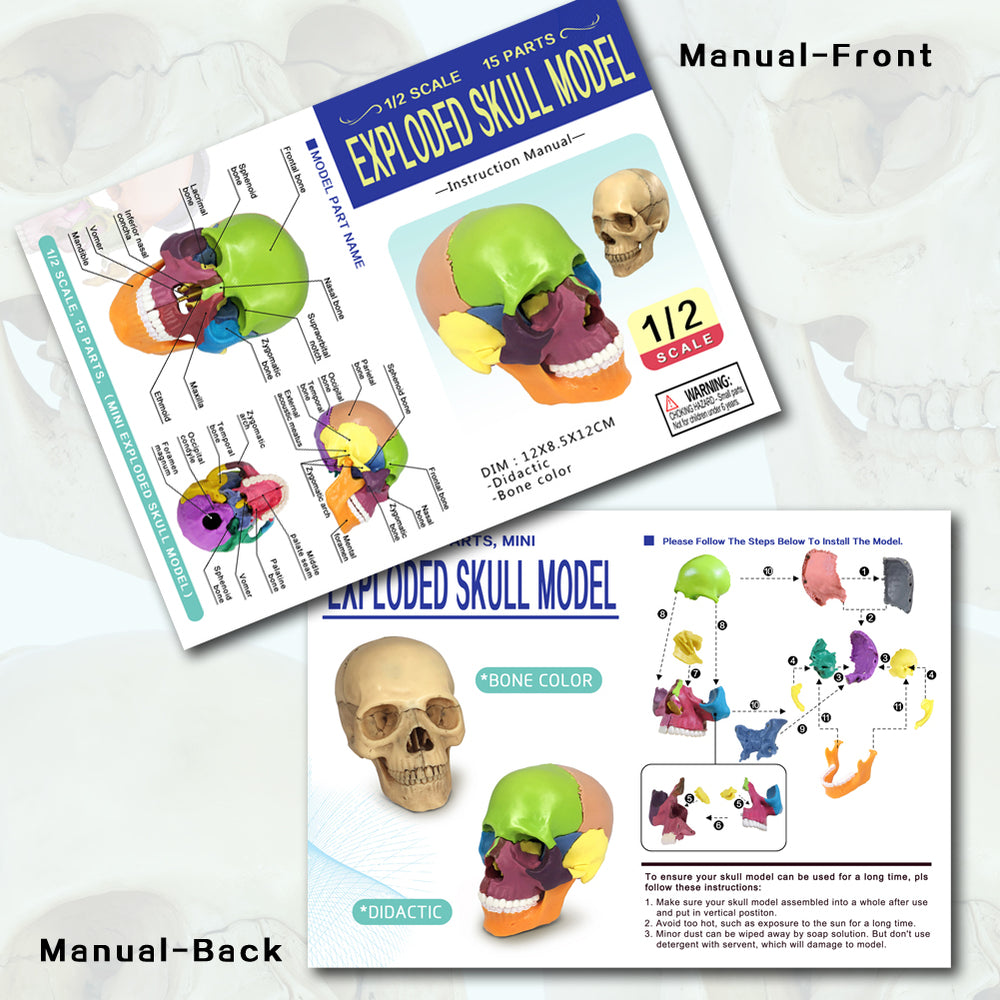 Evotech Scientific Didactic Human Skull Model Palm-Sized Skull Model 1