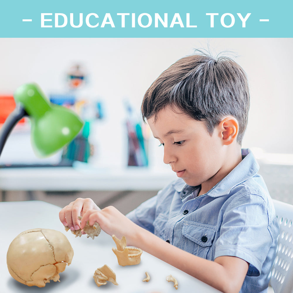 Evotech Scientific Didactic Human Skull Model Palm-Sized Skull Model 1