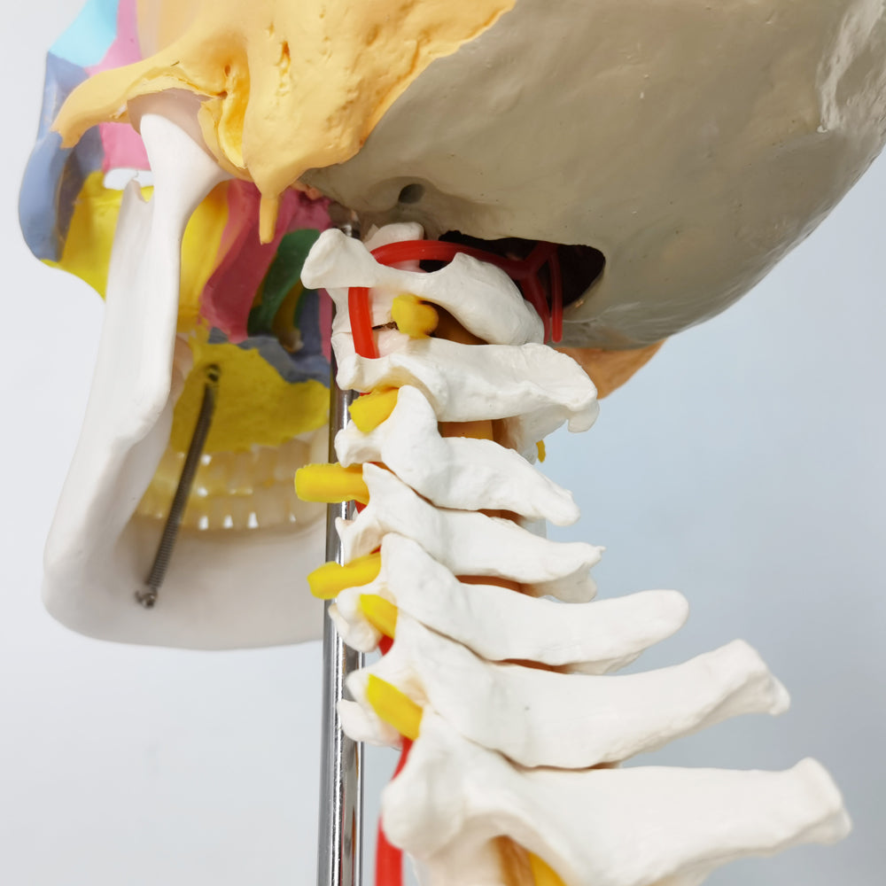 Didactic Colored Life Size Human Skull Model on Cervical Vertebrae wit ...