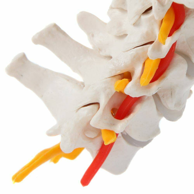 Didactic Colored Life Size Human Skull Model on Cervical Vertebrae wit