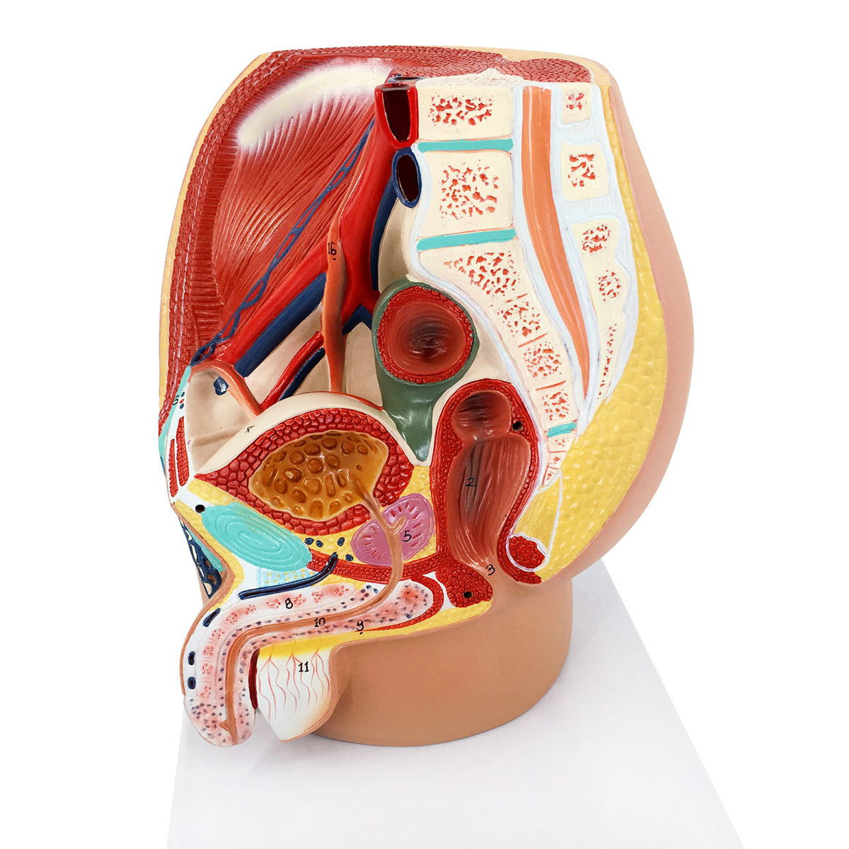 Evotech Scientific 4-Part Male Pelvis Model Life-Size Male Reproductiv – Evotechscientific.com