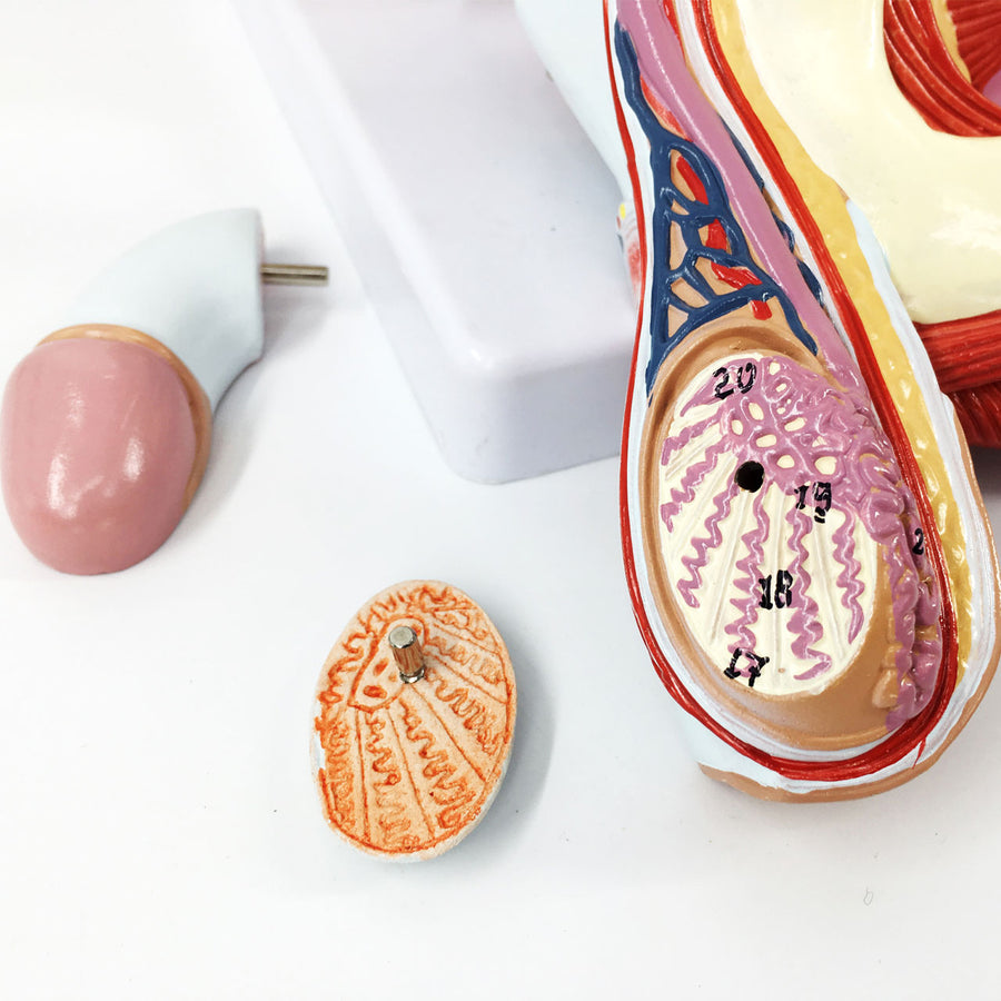 Evotech Scientific 4-Part Male Pelvis Model Life-Size Male Reproductiv