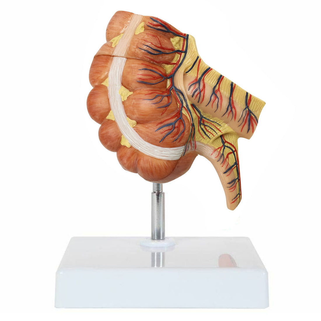 100% Anatomically Correct Digestive System Models - EvotechScientific.com