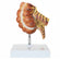Evotech Scientific Caecum and Appendix Anatomy Model 1.5x Life-size Di