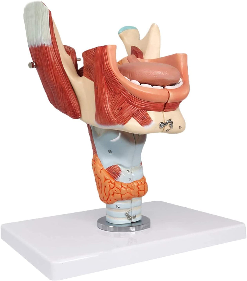 Evotech Scientific Deluxe Cavities of the Nose, Mouth and Throat with