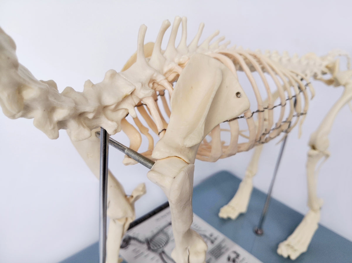 Evotech Scientific Dog Skeletal Anatomical Model Life-size 12" Tall Mo ...