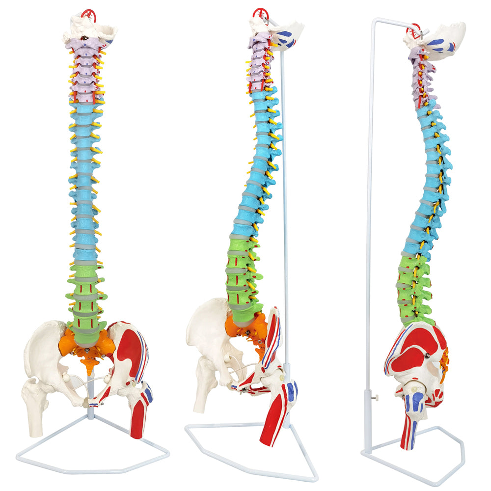 Evotech Scientific Flexible Colored Anatomical Human Spine Model with