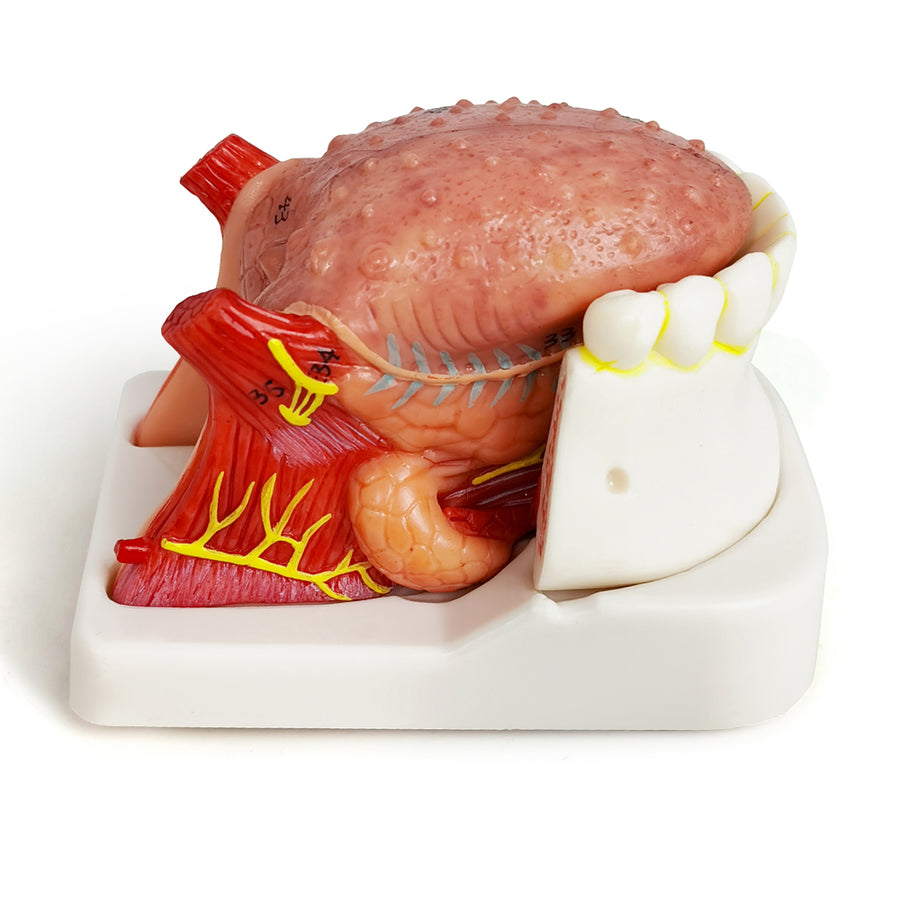 Evotech Scientific Human Tongue Anatomy Model Life Size Numbered with