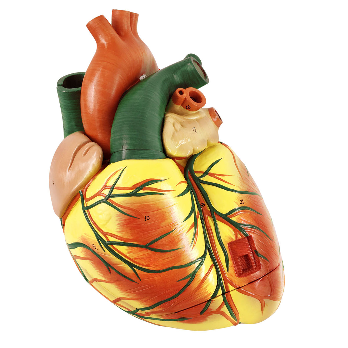 Evotech Scientific Large Human Heart Model 3x Life-Size Numbered Anato ...