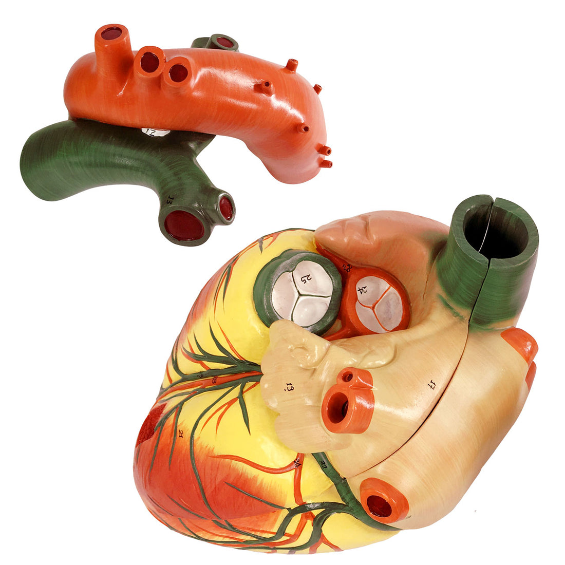 Evotech Scientific Large Human Heart Model 3x Life-Size Numbered Anato