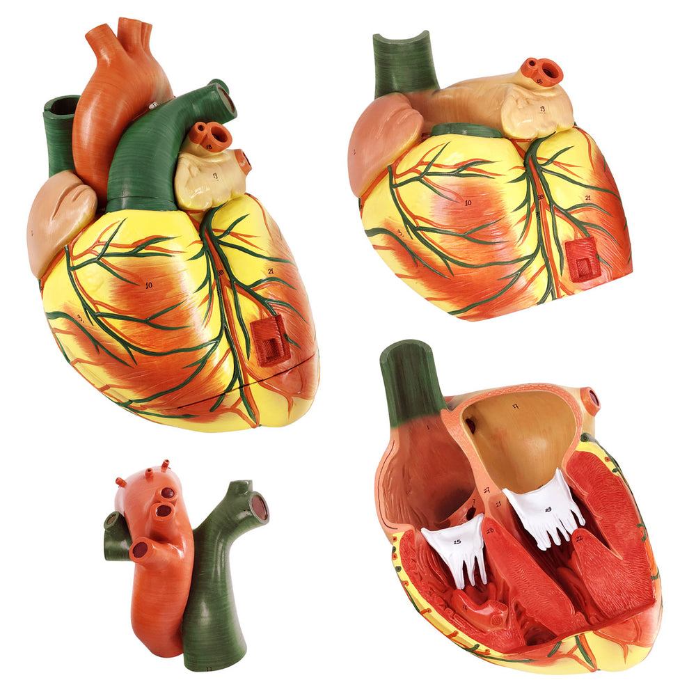 Evotech Scientific Large Human Heart Model 3x Life-Size Numbered Anato