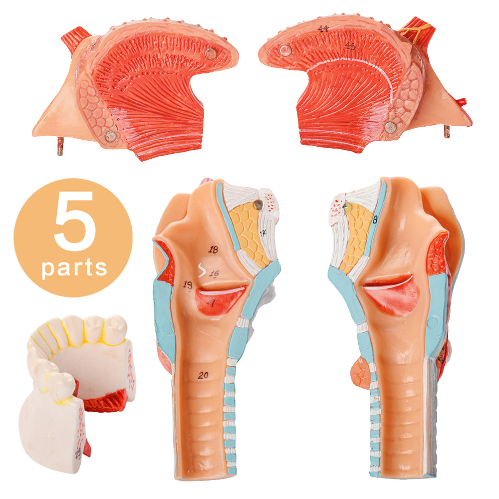 Evotech Scientific Larynx and Tongue Anatomical Model, 2x Life-size, 5