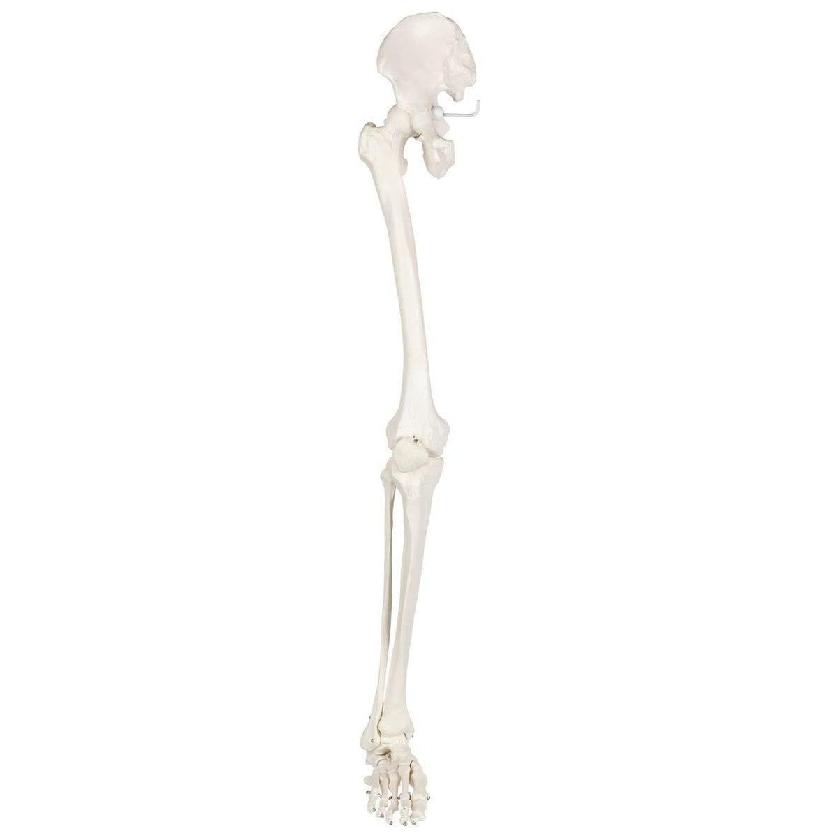 Quality Leg & Foot Skeleton Models - EvotechScientific.com ...