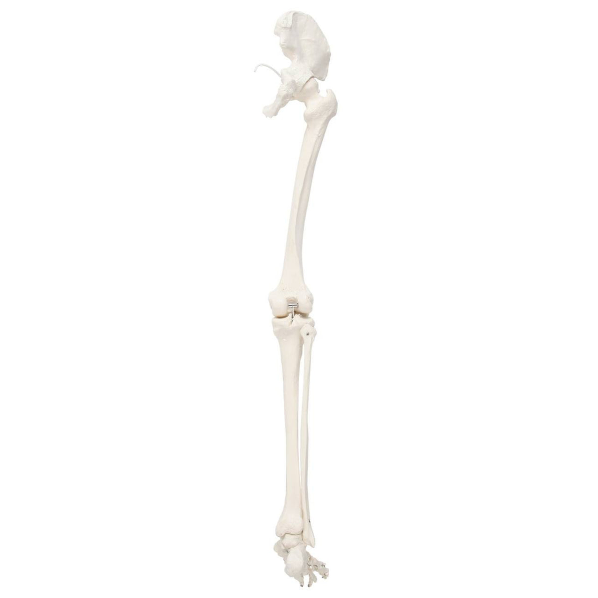 Quality Leg & Foot Skeleton Models - EvotechScientific.com ...