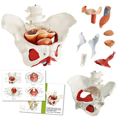 Evotech Scientific Life Size Female Pelvis Model with Pelvic Floor Mus ...