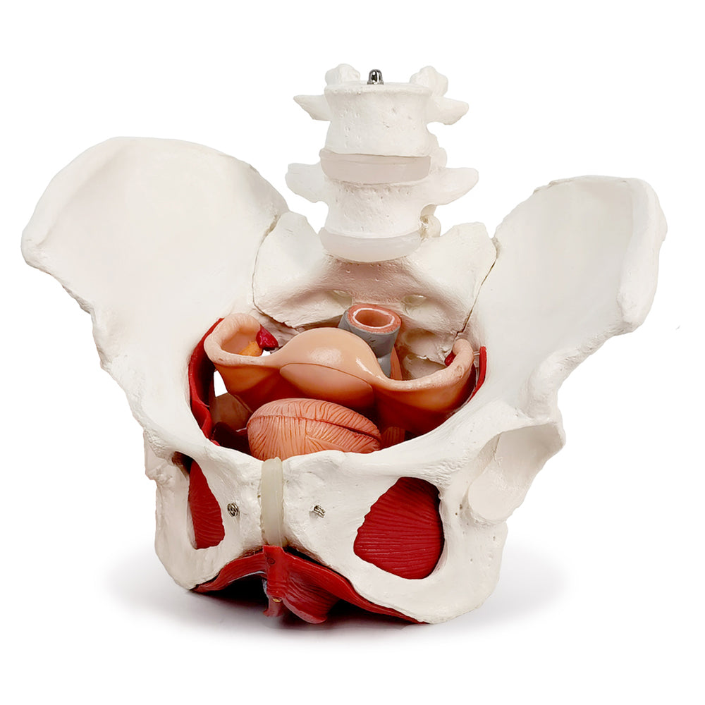 Evotech Scientific Life Size Female Pelvis Model with Pelvic Floor Mus