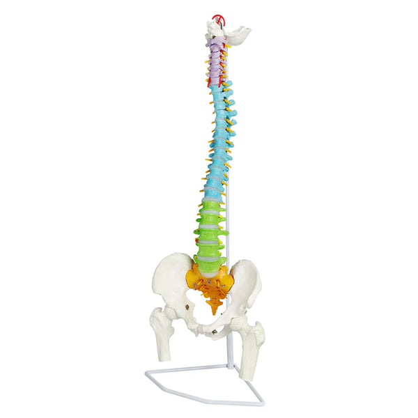 Evotech Scientific Medical Quality Flexible Human Spine & Pelvis Color