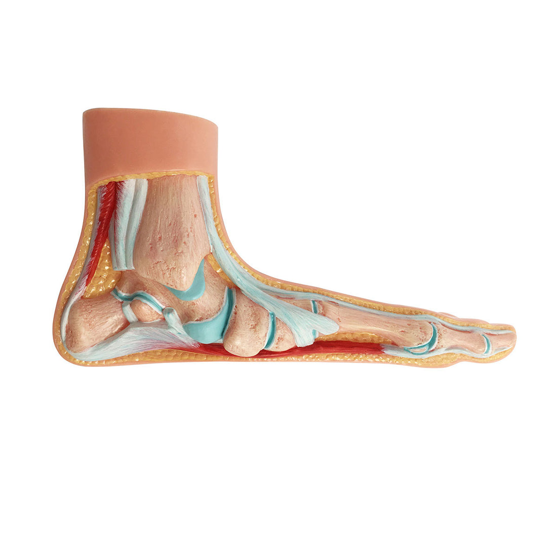 Evotech Scientific Podiatry Anatomy Models, Set of 3 Human Feet Flat F