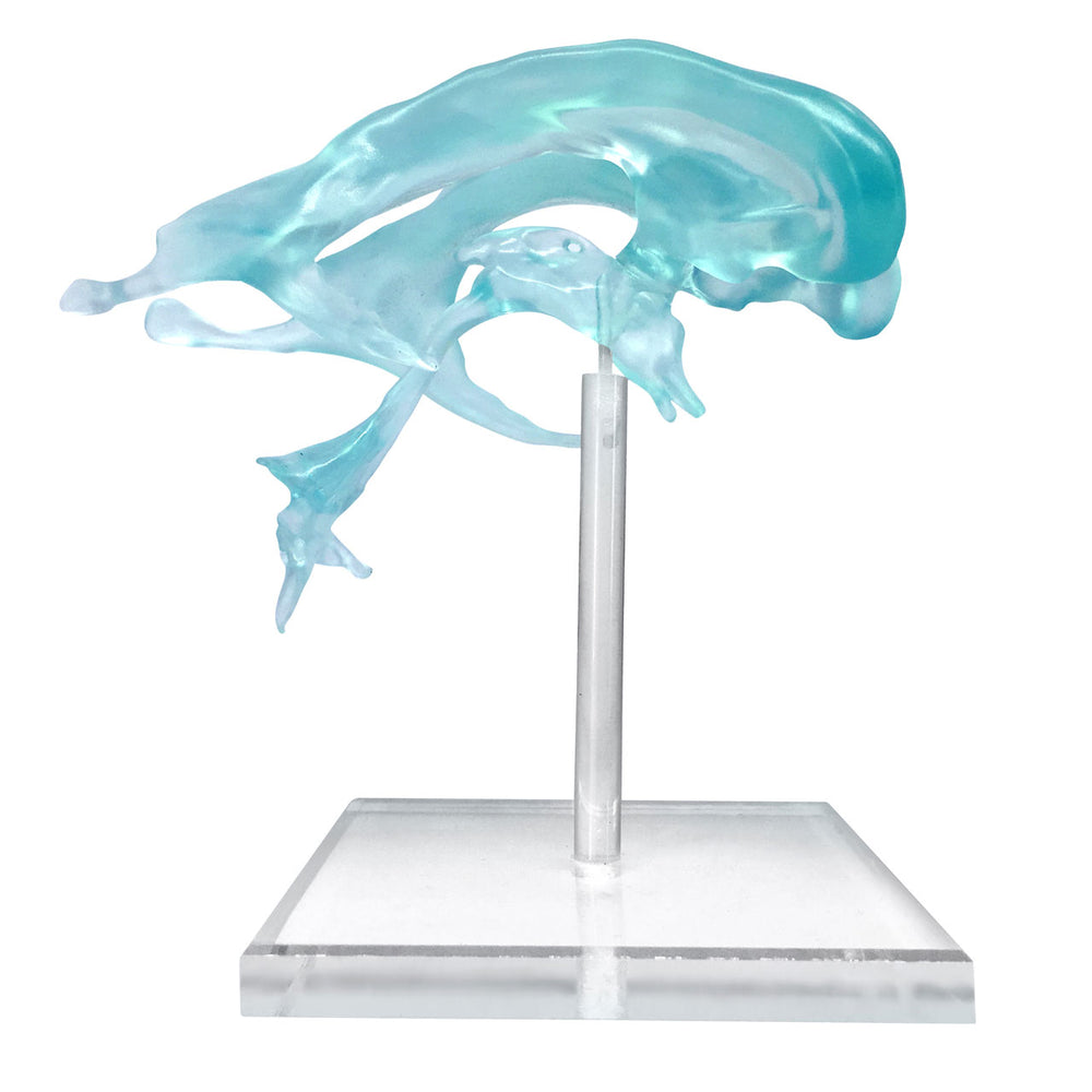 Evotech Scientific Ventricular Cavities of the Brain