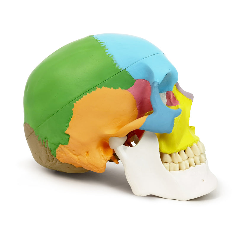 Evotech Scientific 3-Part Life Size Painted Didactic Human Anatomical