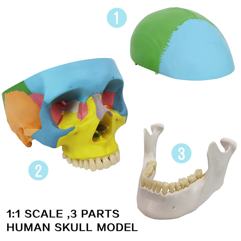 Evotech Scientific 3-Part Life Size Painted Didactic Human Anatomical