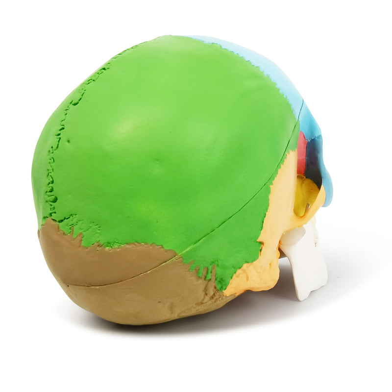 Evotech Scientific 3-Part Life Size Painted Didactic Human Anatomical